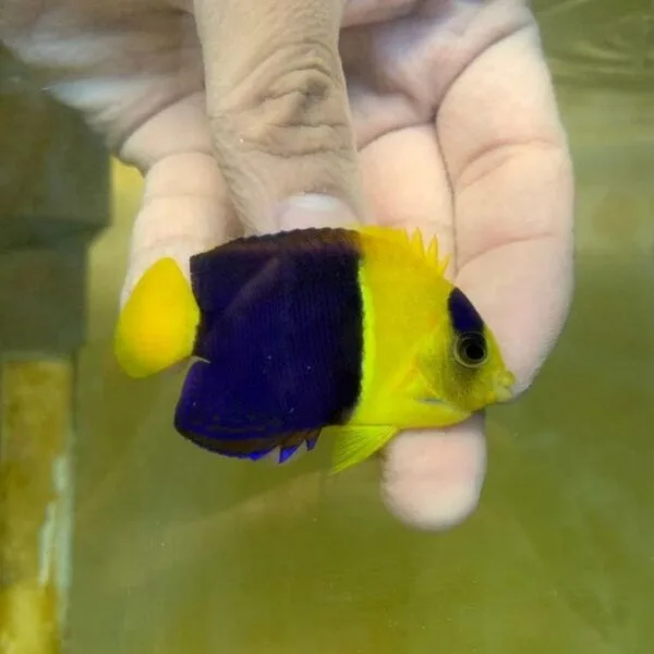 bicolor angelfish