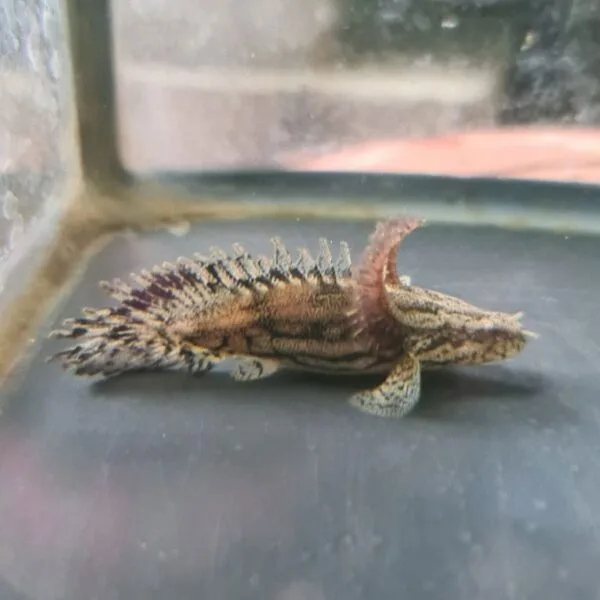 polypterus endlicheri max size