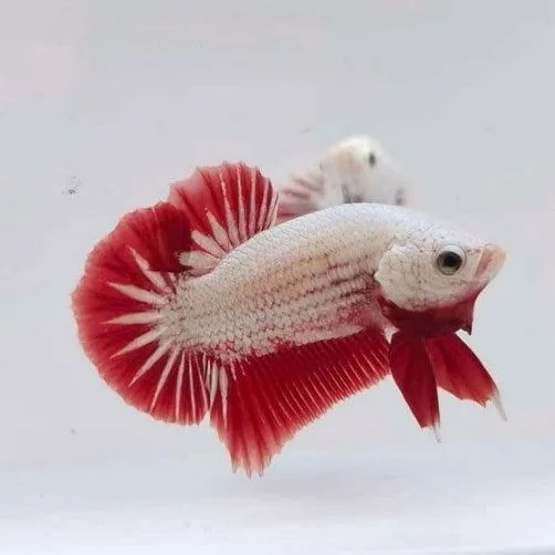 betta red dragon halfmoon