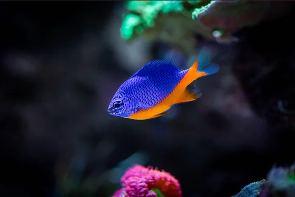 Damselfish & Chromis | Wholesale Aquarium Fish