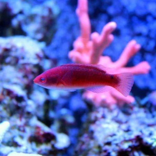 Buy Red-Fin Fairy Wrasse Fish Online Today