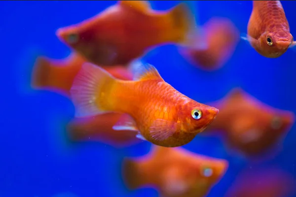 Platy Fish | Buy Platies Online